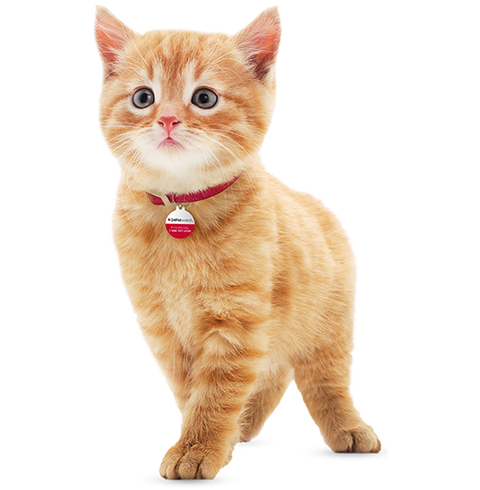 24Petwatch: Pet Protection & Lost Pet Services