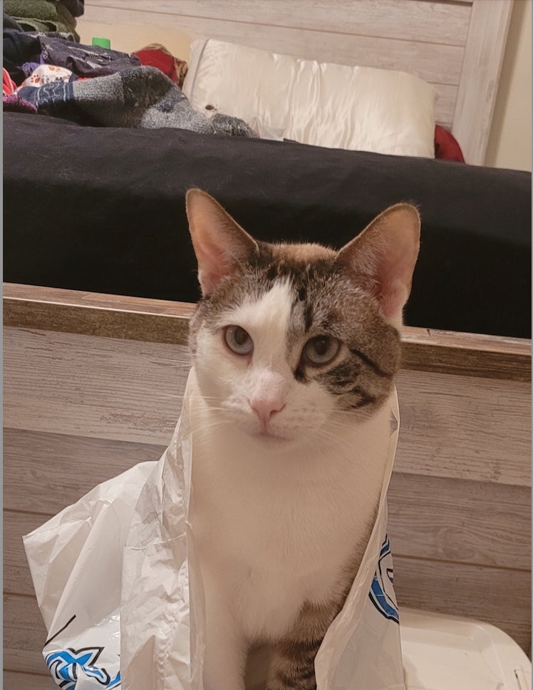 24Petwatch: Pet Protection & Lost Pet Services