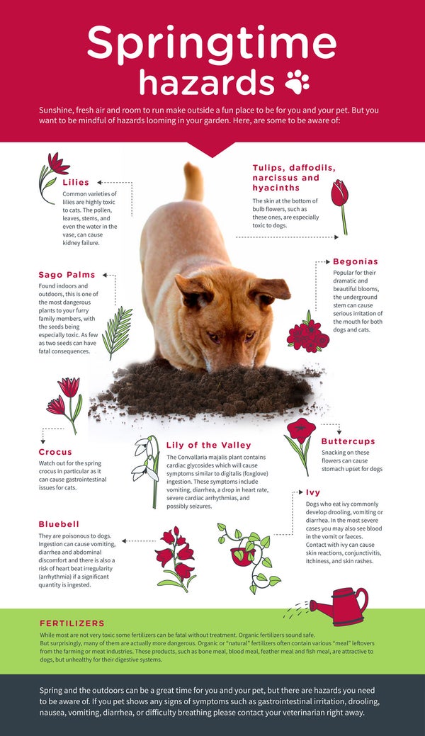 24Petwatch: Springtime Hazards: Protect your Pets From Toxic Plants