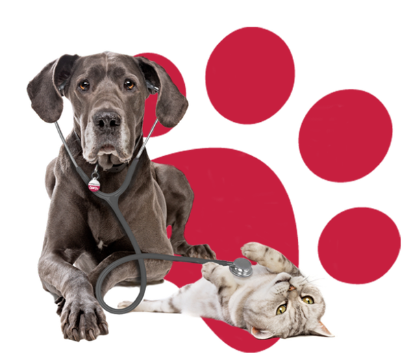 24Petwatch: 24PetWatch Pet Insurance | Quality Health Insurance