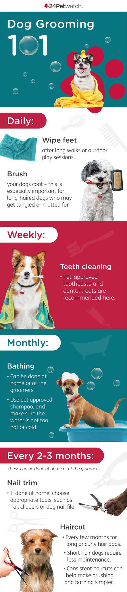 24Petwatch: Dog grooming 101 – daily, weekly, and monthly tips
