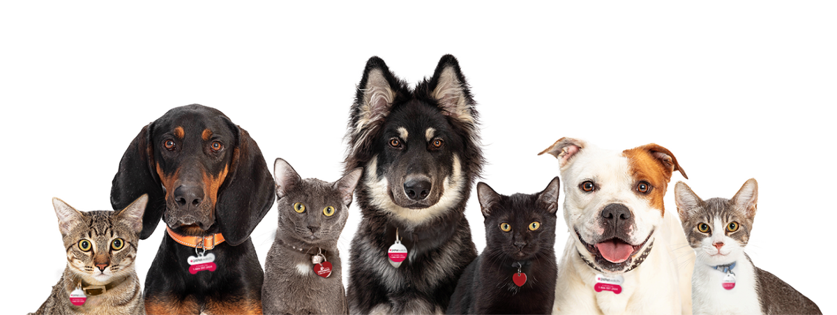 24Petwatch: About Us