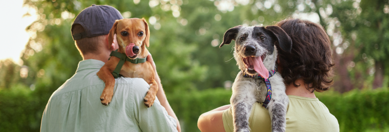 24Petwatch: 24PetWatch Pet Insurance | Quality Health Insurance