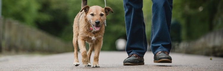 dog walking description