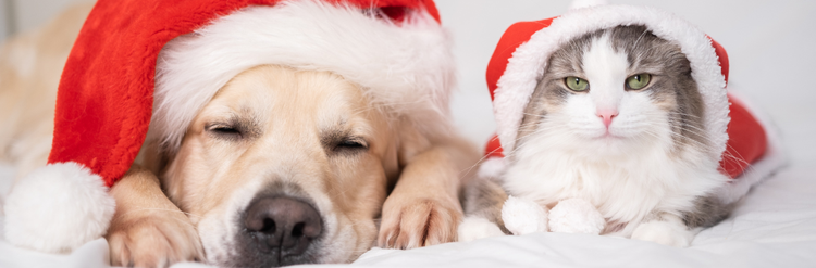 holiday pets