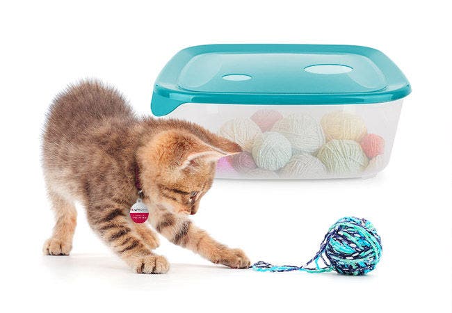 24Petwatch: DIY cat puzzle