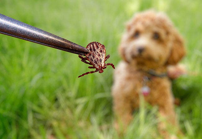 24Petwatch: Tick talk: common myths about ticks
