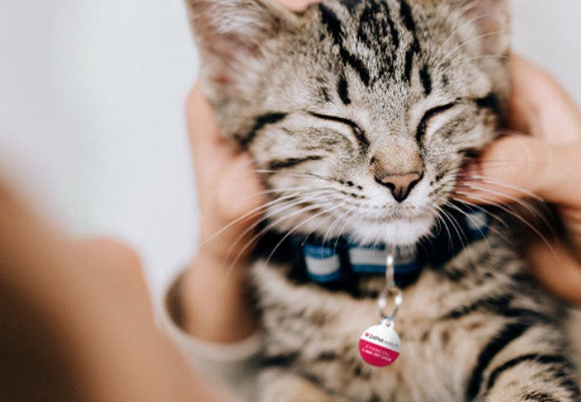 Cat hairballs: Everything you should know