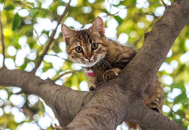 24Petwatch: Spring pet safety tips for your cat and dog