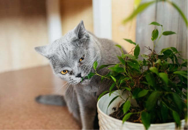 24Petwatch: Why do cats eat plants?