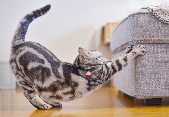 24Petwatch: Destructive scratching in cats explained