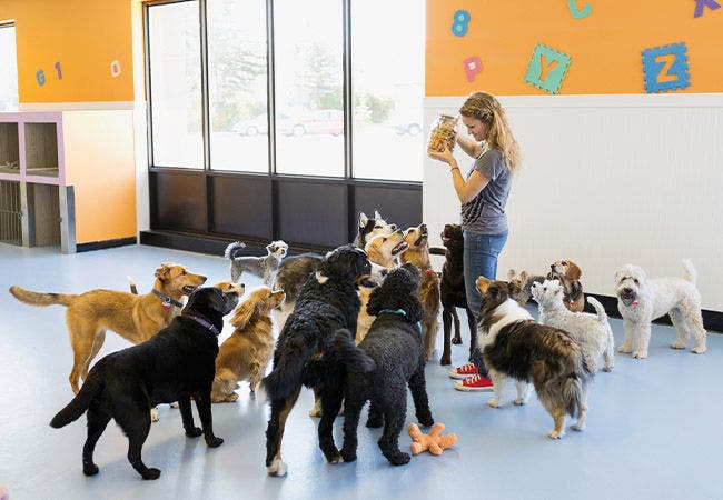24Petwatch Choosing dog daycare top tips considerations