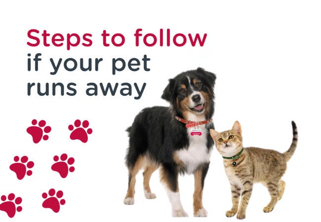 24Petwatch: Steps to follow if your pet runs away