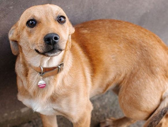 24Petwatch: What to do if you find a lost pet: Tips, advice, & resources