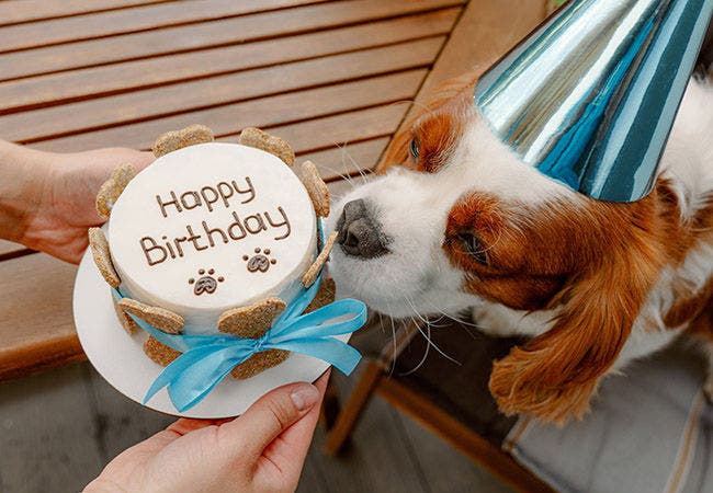 24Petwatch: Planning the best birthday party for your pet: tips and ideas