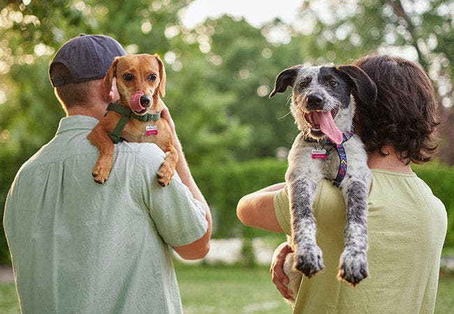 24Petwatch: Exploring the pros and cons of adding another pet to your ...