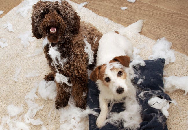 24Petwatch: Why dogs may destructively chew and what to do about it