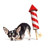 24Petwatch: Fireworks safety tips for pets