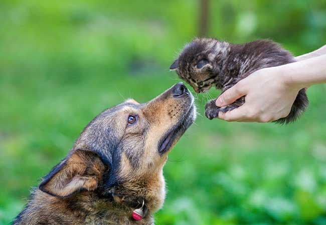 24Petwatch: The best ways to introduce new pets to the whole family