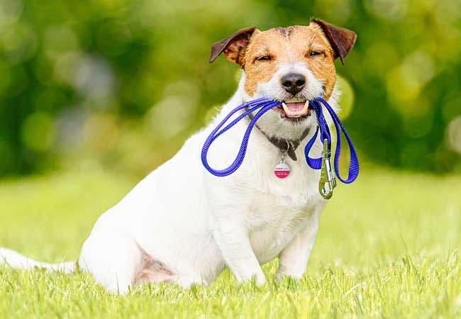24Petwatch: Enhance your dog walking experience with these expert tips