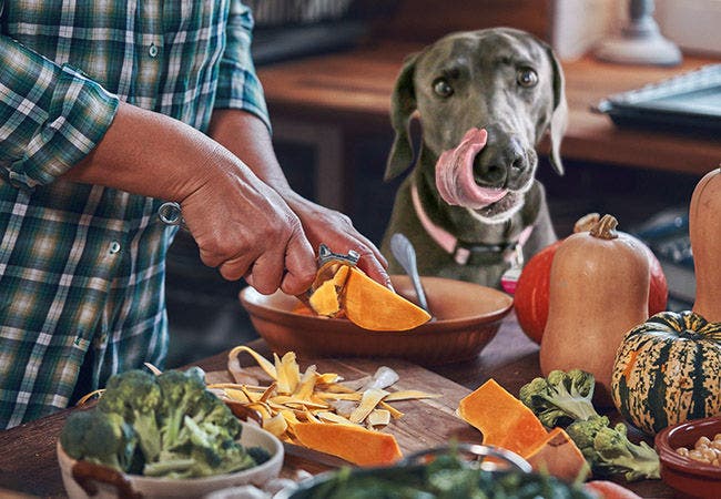 24Petwatch: Nourishing fall food ideas for your beloved pets