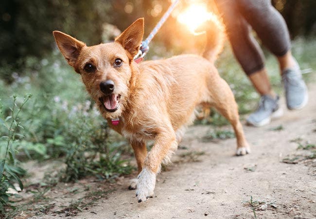 24Petwatch: Top 7 exercises your dog should be doing