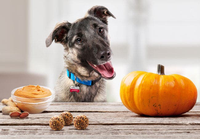 24Petwatch: Pumpkin pup'ems: A tasty treat for your furry friend!