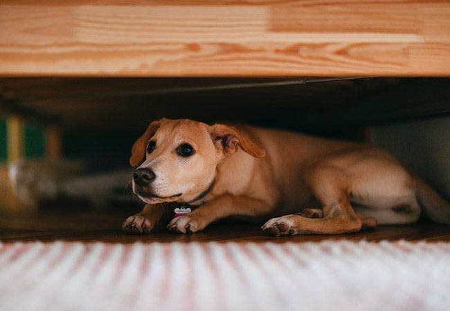 24Petwatch: Essential tips to prepare your pet for natural disasters