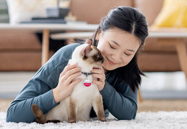 24Petwatch: Adopting a cat | Tips for a successful cat adoption