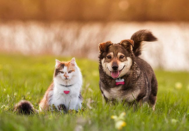 24Petwatch: Summer pet safety: tips for protecting your pet in hot weather