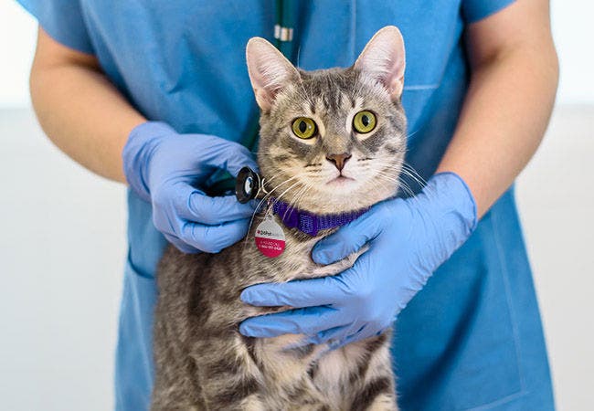 24Petwatch: Health and care information from kitten to senior cat