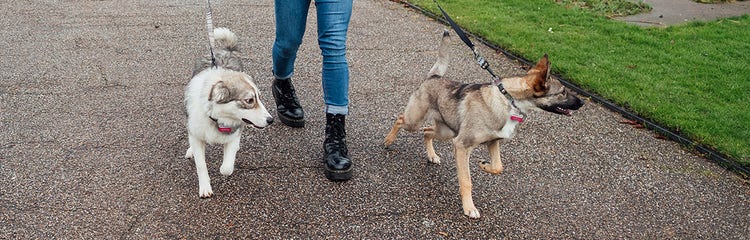 walking two dogs tips