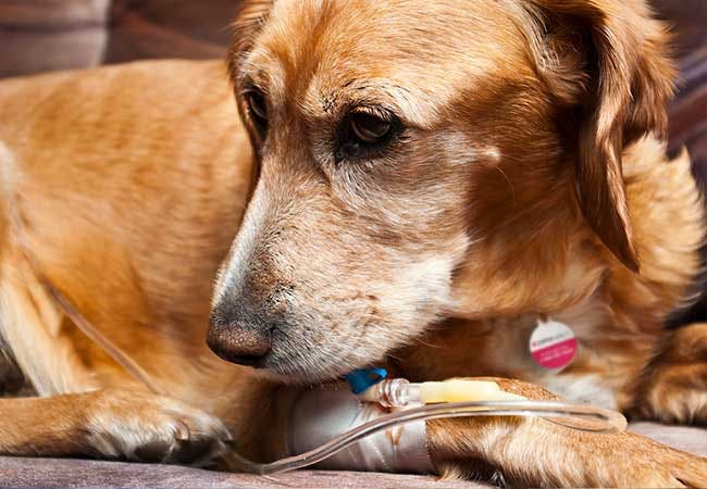 24Petwatch Canada: Dog cancer types, symptoms, diagnosis & treatment