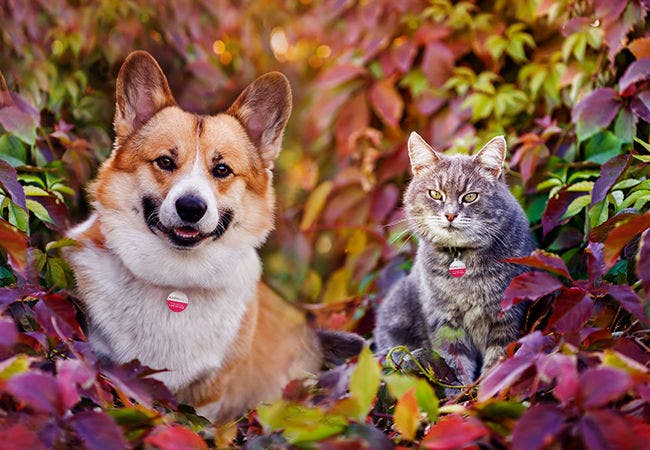 24Petwatch Canada: Fall safety tips for your pets