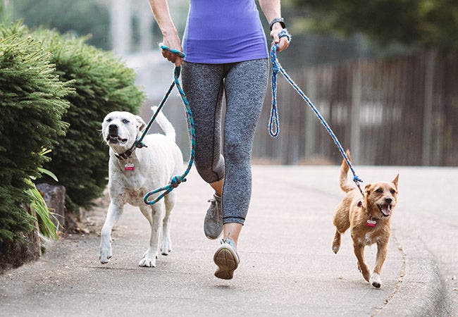 24Petwatch Canada: Guide to safely walking multiple dogs: tips ...