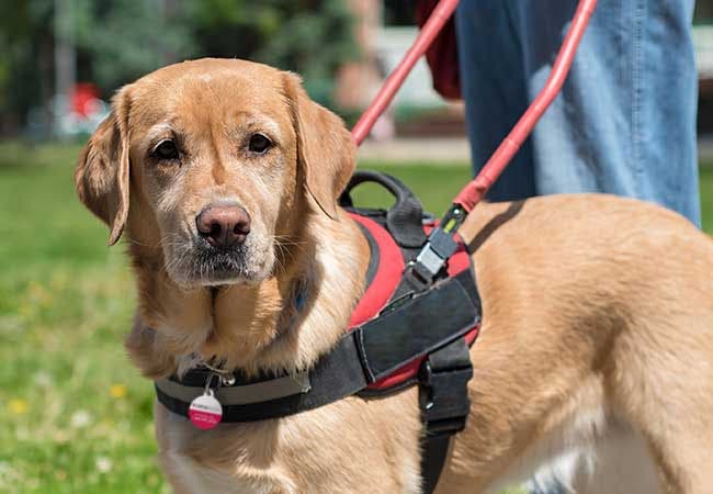 24Petwatch Canada: Service dogs: history, types, benefits, training ...