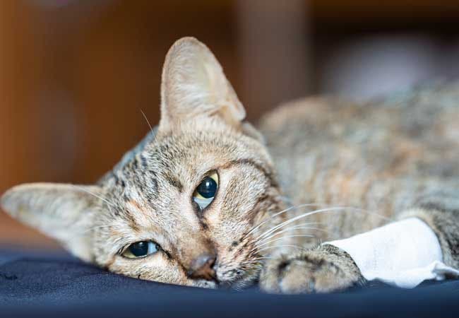 24Petwatch Canada: Cat cancer types, symptoms, diagnosis & treatment ...