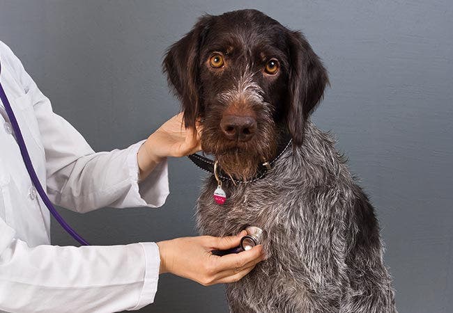 24Petwatch Canada: Heartworm in dogs and cats: Signs, treatment, and ...