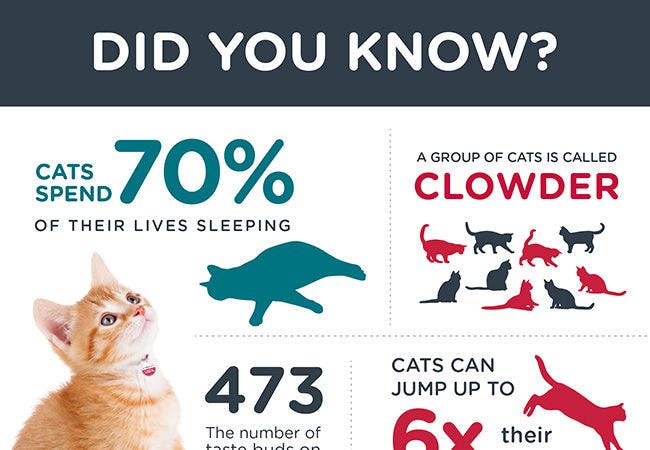 24Petwatch Canada: Five Amazing Cat Facts