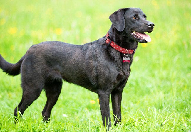 24Petwatch Canada: The Labrador Retriever | Breed information and care ...
