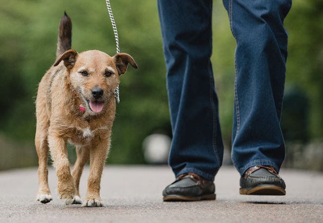 24Petwatch Canada: The specificities of how often to walk your dog