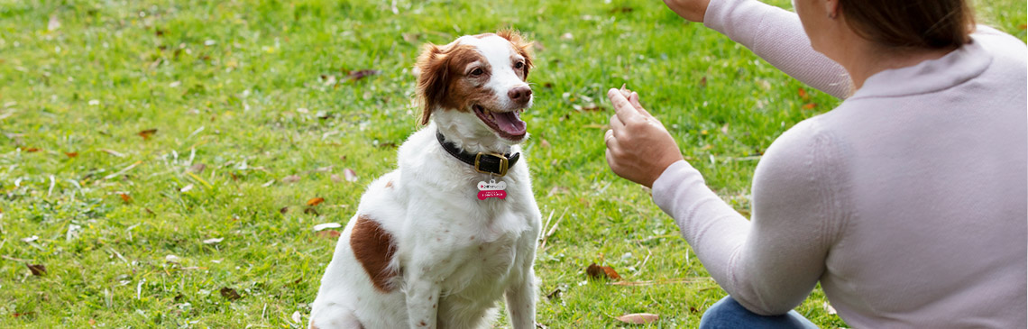 24Petwatch: 8 Dog training cues every dog should know