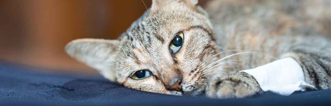 24Petwatch: Cat cancer types, symptoms, diagnosis & treatment options