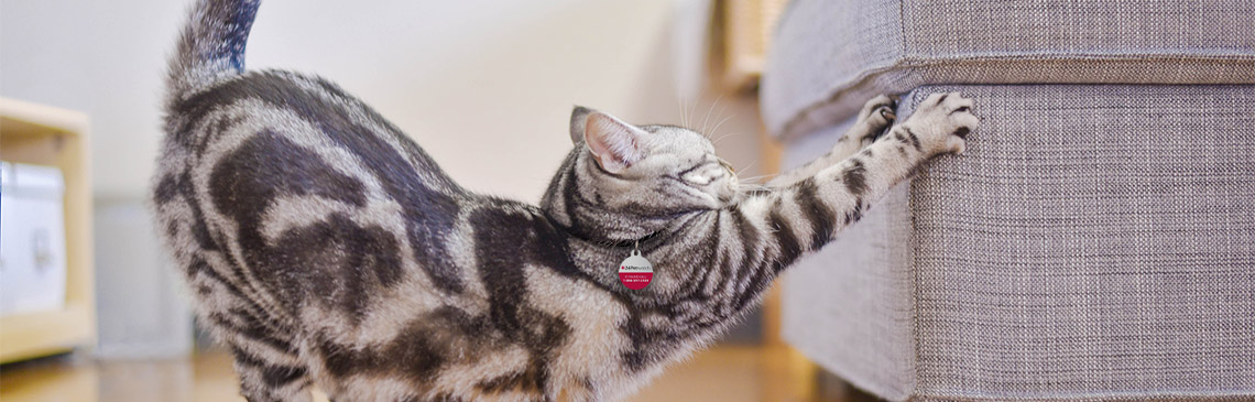 24Petwatch: Destructive scratching in cats explained