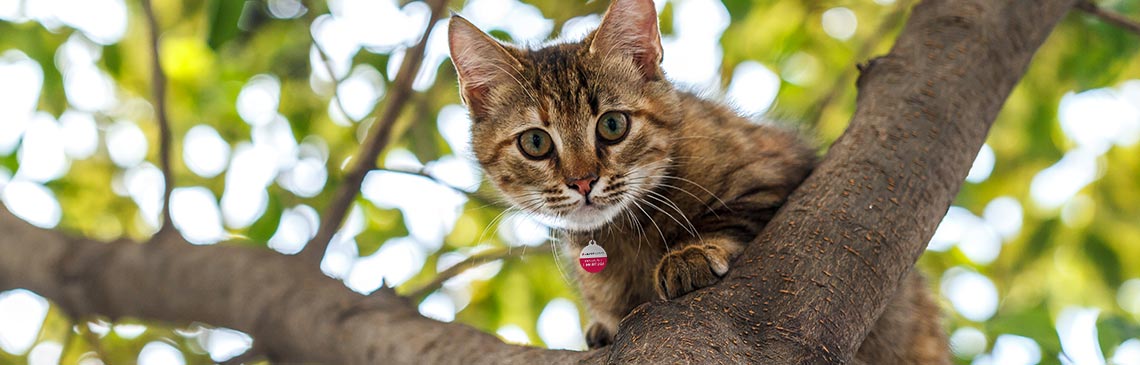 24Petwatch: Spring pet safety tips for your cat and dog