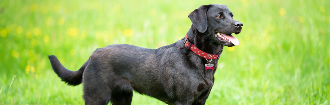 24Petwatch: The Labrador Retriever | Breed information and care guide