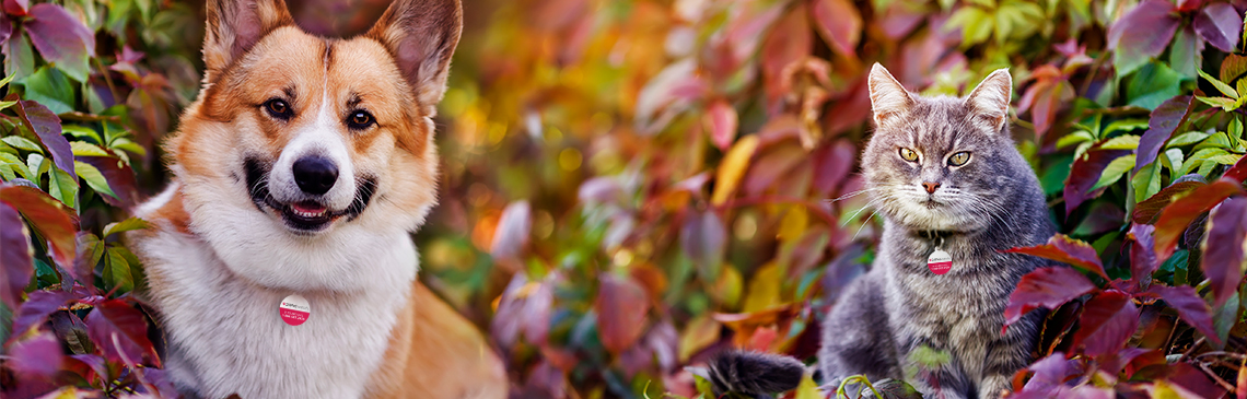 24Petwatch: Fall safety tips for your pets
