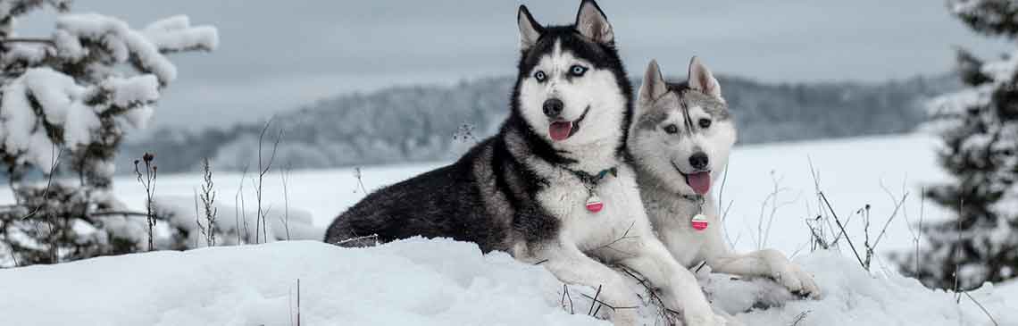 24Petwatch: The Siberian Husky | Breed information and care guide