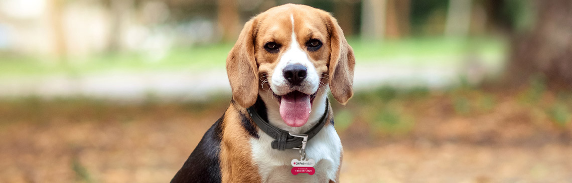 Beagle Breed Information