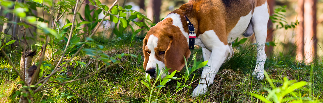 24Petwatch: The Beagle | Breed information and care guide